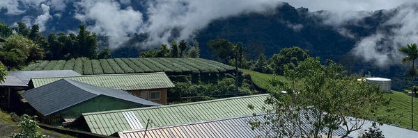 Alishan High Mountain Jin Xuan Oolong Tea Fall 2023 - Eco-Cha Teas