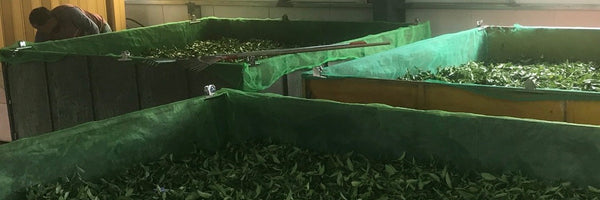 Batch 116 Wenshan Baozhong Spring Tea | Eco-Cha Tea Club - Eco-Cha Teas