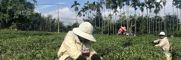 Traditional Hong Shui Oolong Tea | Eco-Cha Tea Club - Eco-Cha Teas