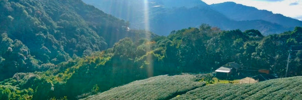 Qi Lai Shan High Mountain Oolong Tea | Eco-Cha Tea Club - Eco-Cha Teas