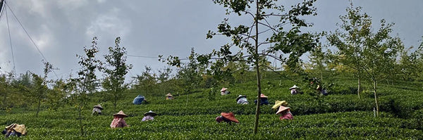 Shan Lin Xi High Mountain Oolong Winter 2020 - Eco-Cha Teas