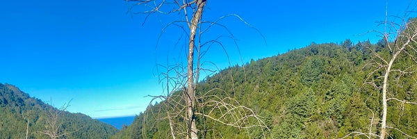 Eco-Cha Tea Club: Your Specialty Taiwanese Tea Source | Eco-Cha Teas