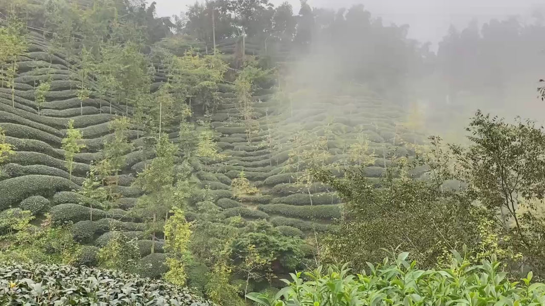 Shan Lin Xi High Mountain Oolong Tea | Eco-Cha Teas